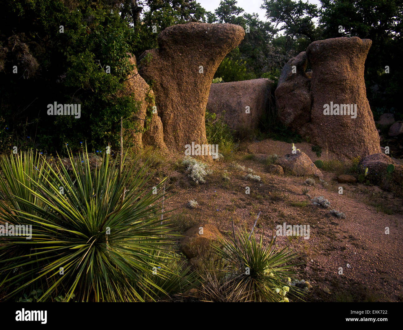 Enchanted Rock State Natural Area, pink granite dome, mostly ...