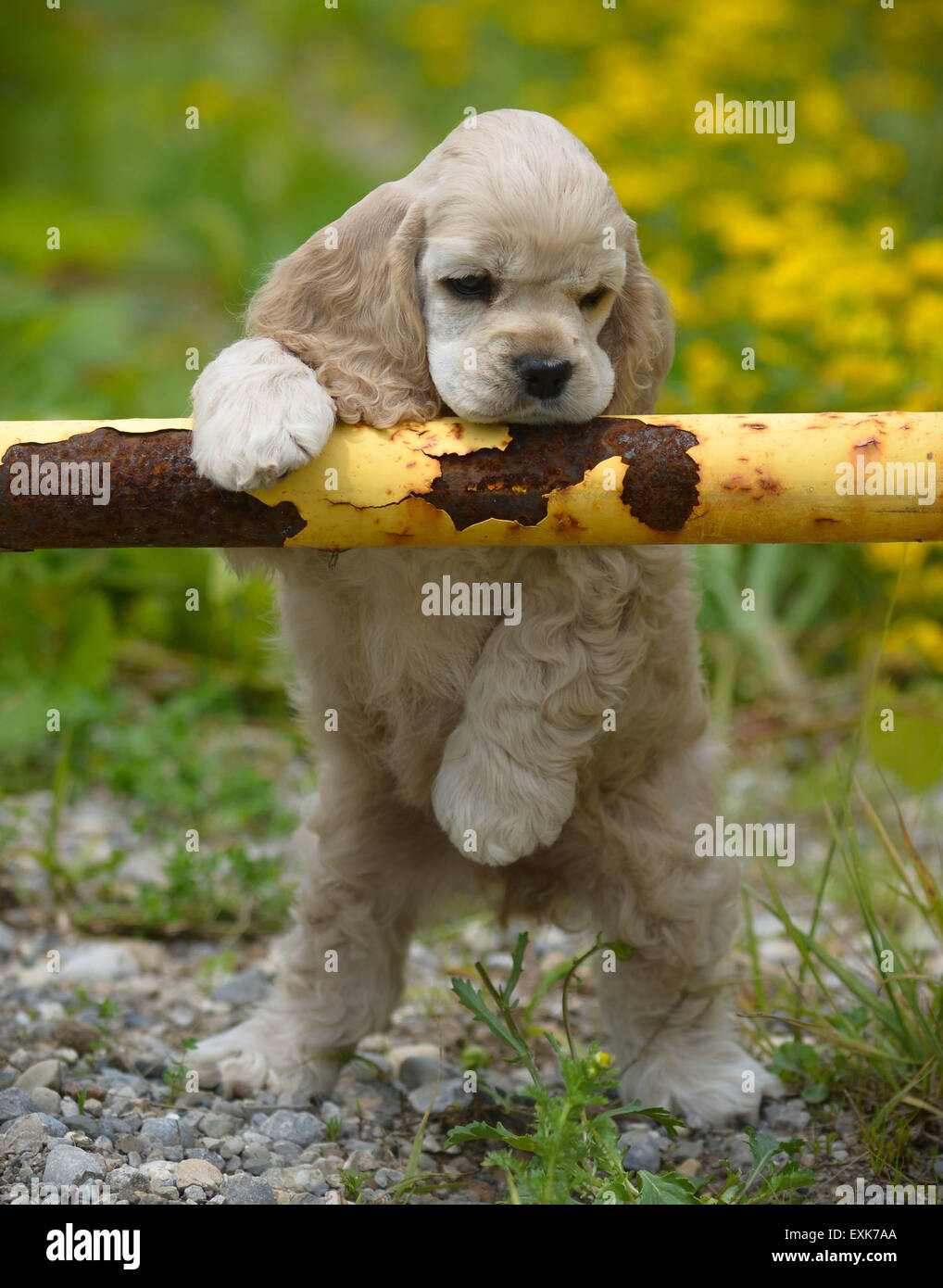cute puppy - american cocker spaniel puppy with paws on metal fence ...