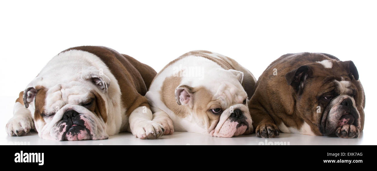 three generations of bulldogs - father, son and grandmother Stock Photo ...