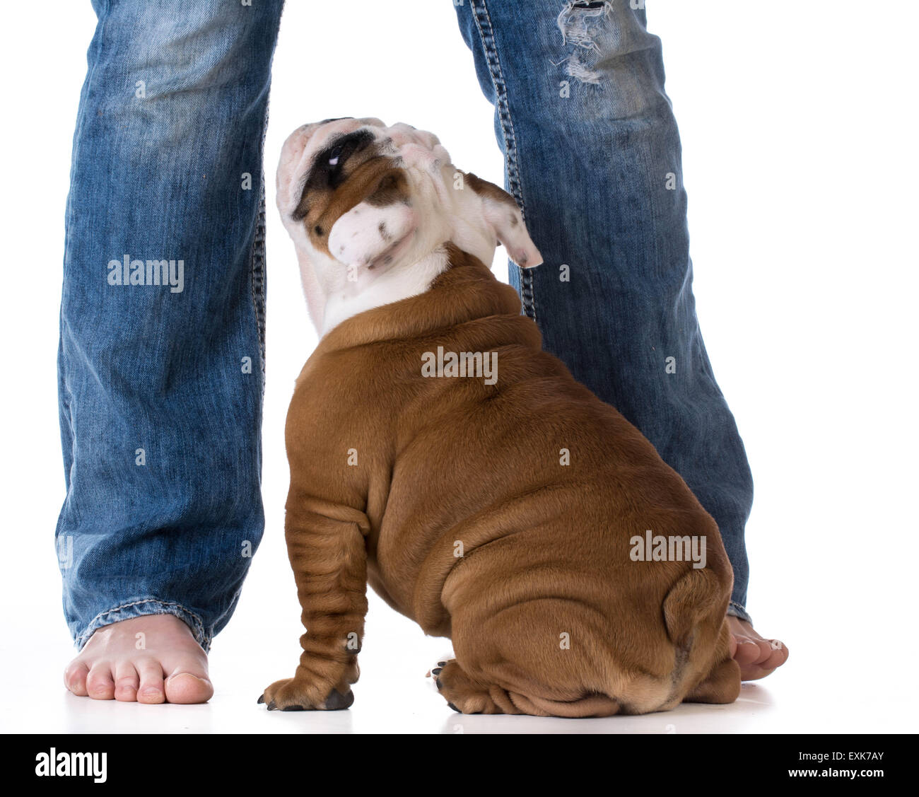 woman's legs with puppy looking up - bulldog Stock Photo - Alamy
