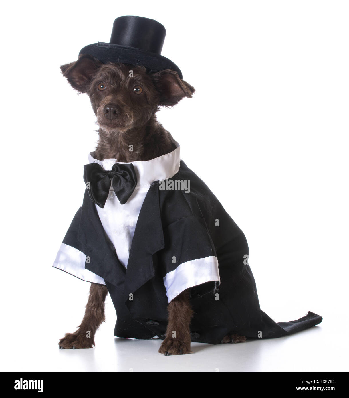 formal dog - mixed breed dog wearing tuxedo and tophat on white ...