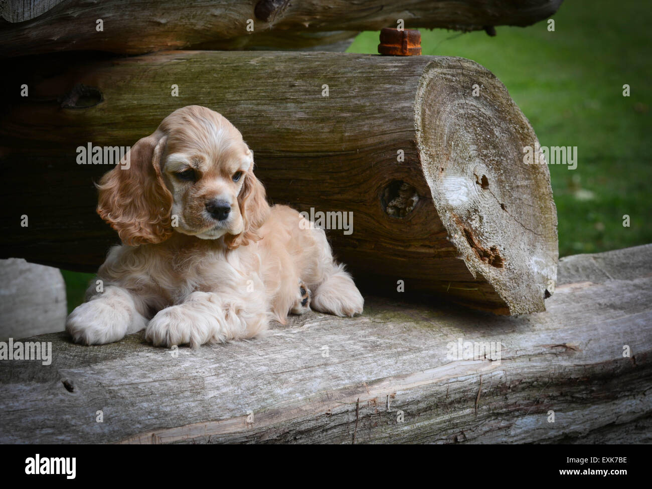 cute puppy - american cocker spaniel puppy laying on a rustic wooden ...