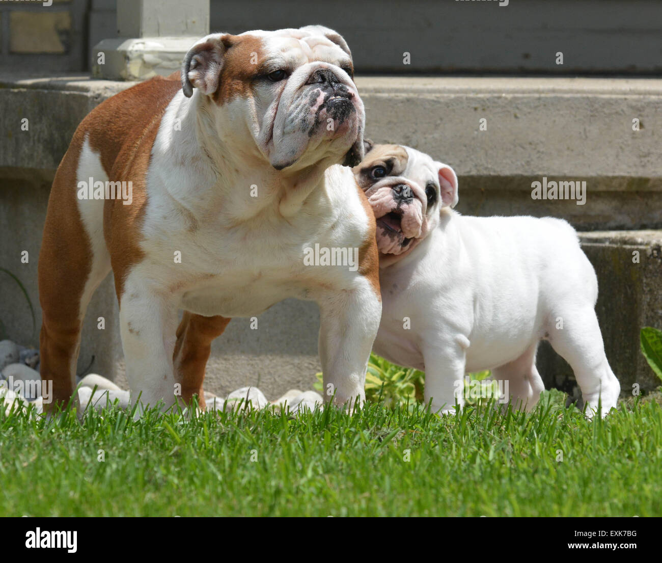 bulldog puppy and adult outside in the summer Stock Photo - Alamy