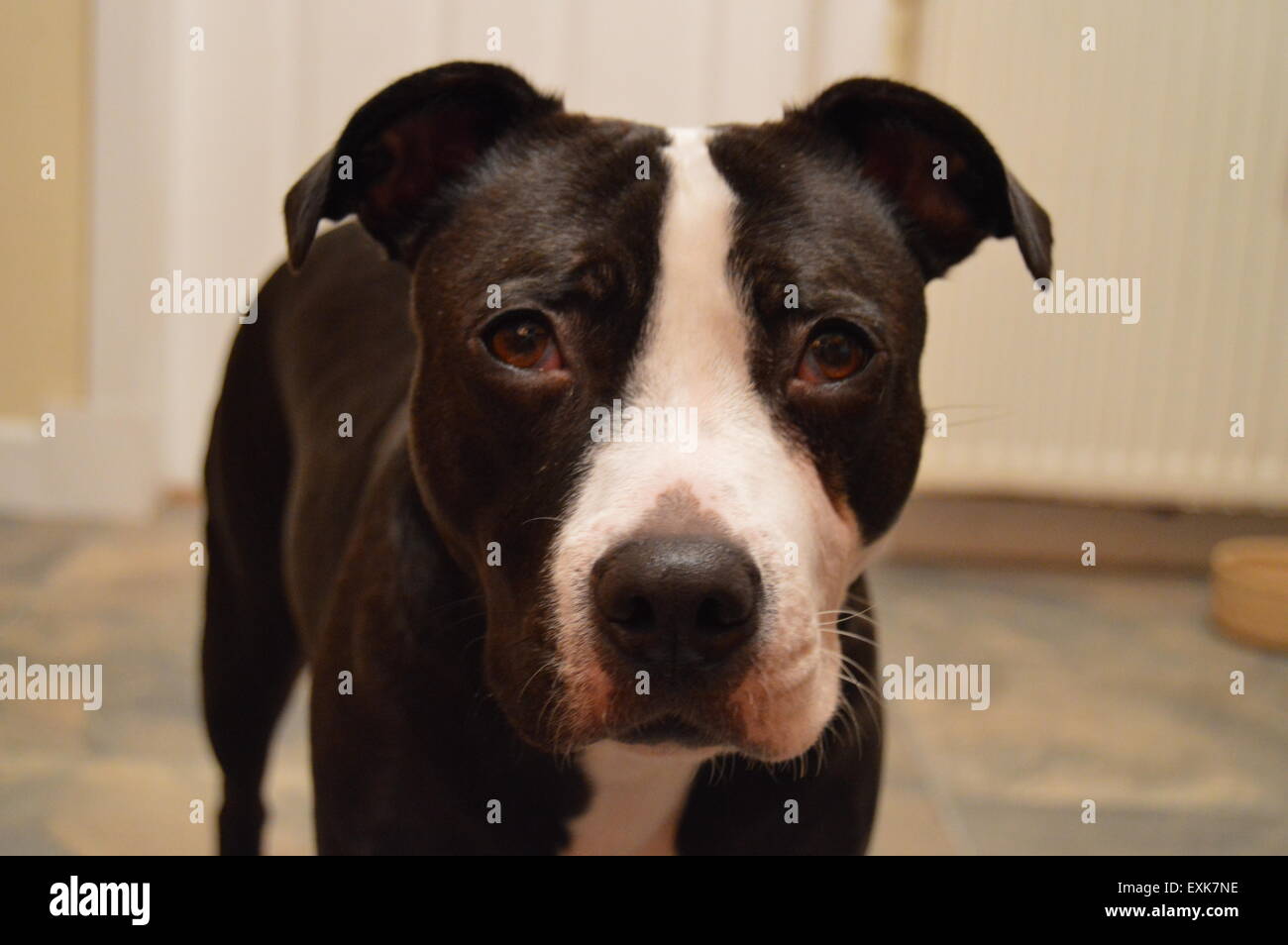 Black and white staffy hi-res stock photography and images - Alamy