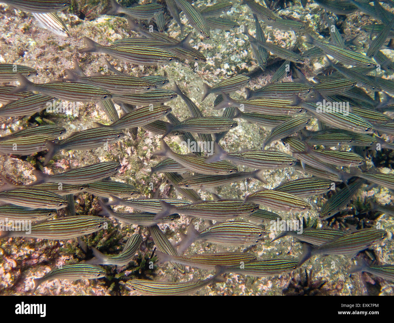 Black striped fish hi-res stock photography and images - Alamy