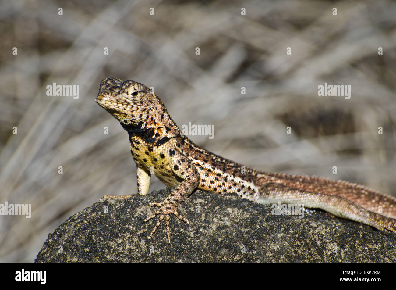 Lava Lizard (Microlophus) on rock with yellow belly. Galapagos Islands ...