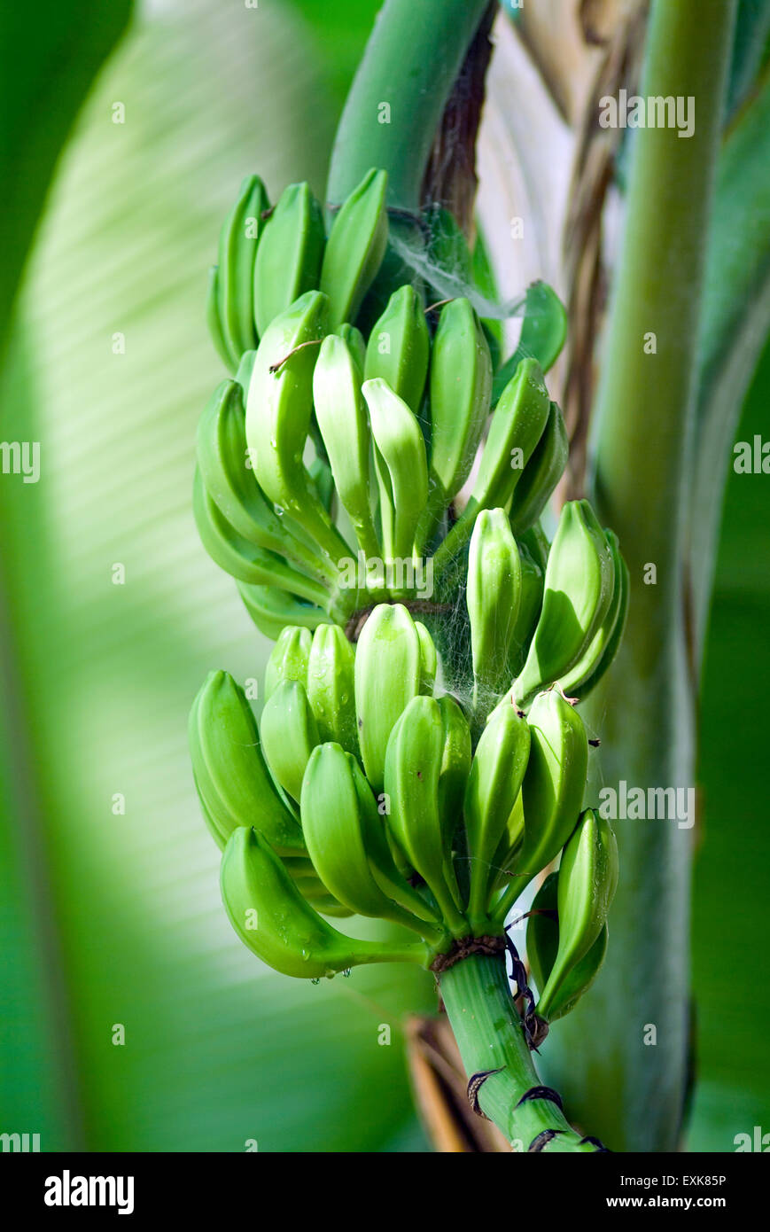 Not ripe hi-res stock photography and images - Alamy