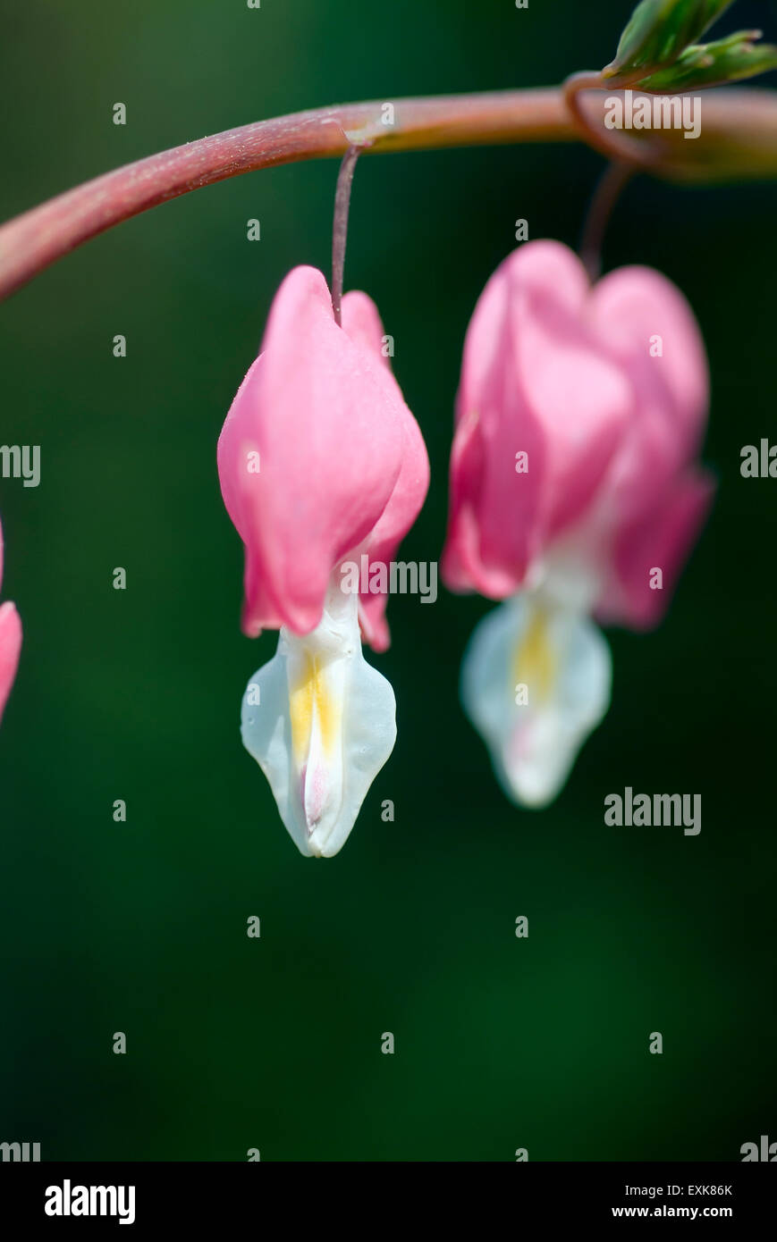 Blossom of Lyre-flower Lamprocapnos spectabilis dicentra spectabilis ...