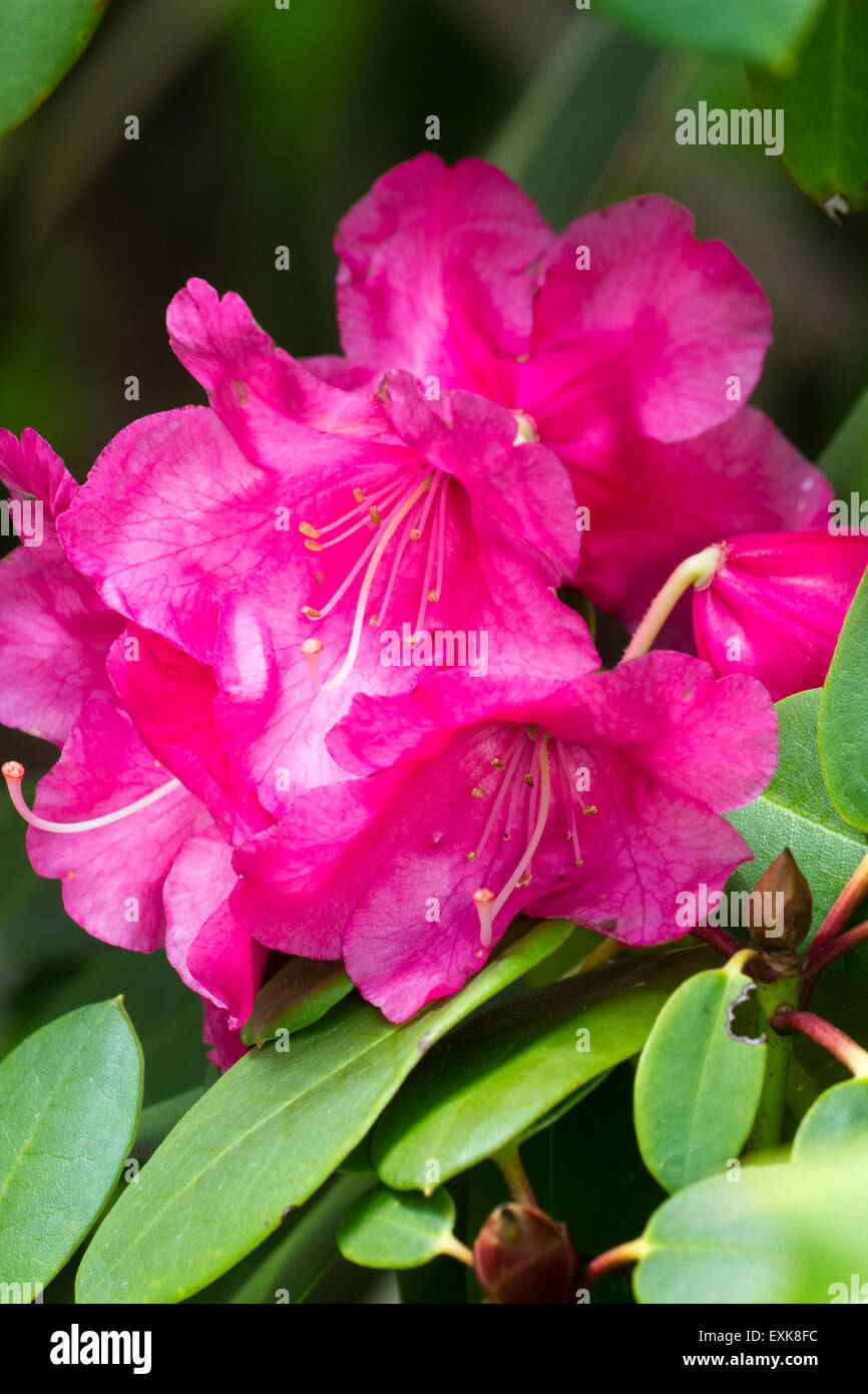 Close up of a single flower truss of the Rhododendron williamsianum ...