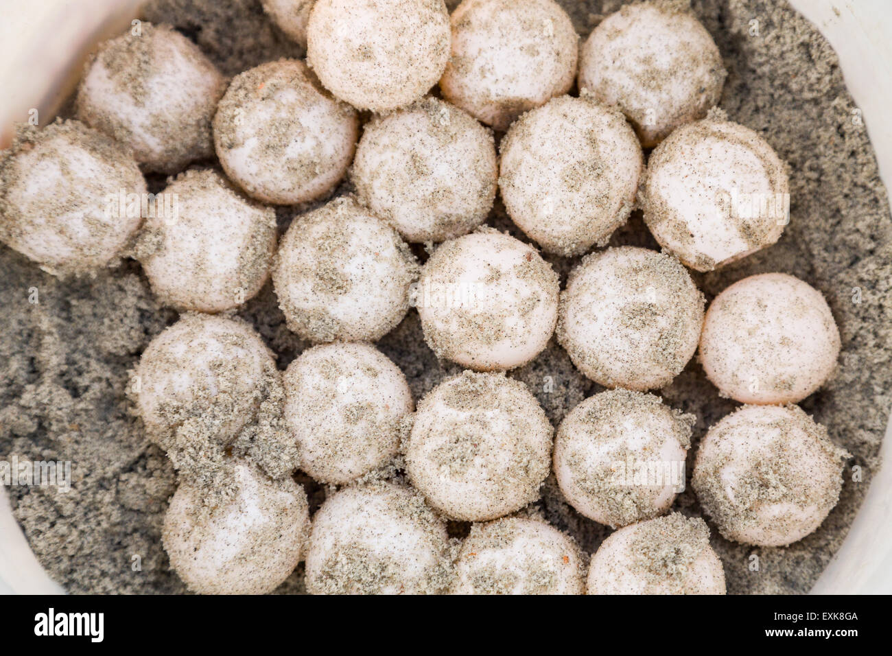 Turtle eggs buried in sand hi-res stock photography and images - Alamy