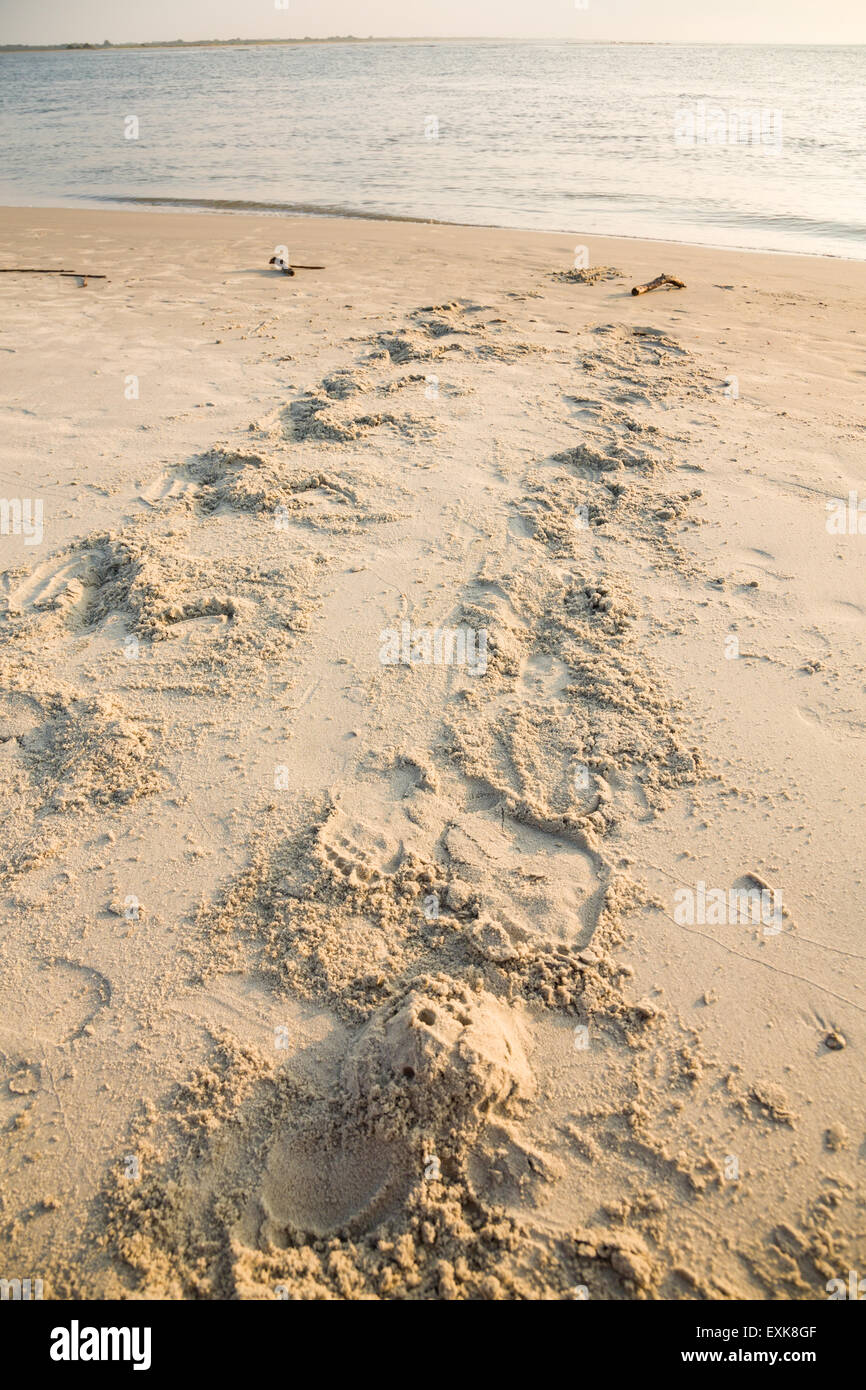 Sea turtle tracks in sand hi-res stock photography and images - Alamy