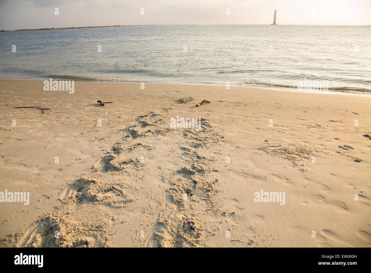 The tracks left behind in the sand from an endangered loggerhead sea ...