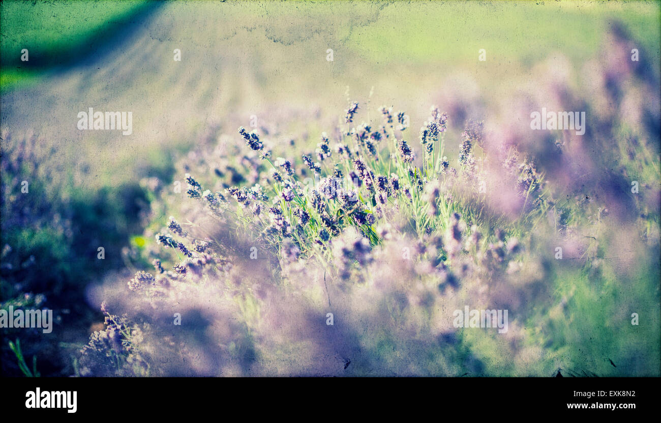 Lavender plantation blooming in the field - grunge style photo Stock ...