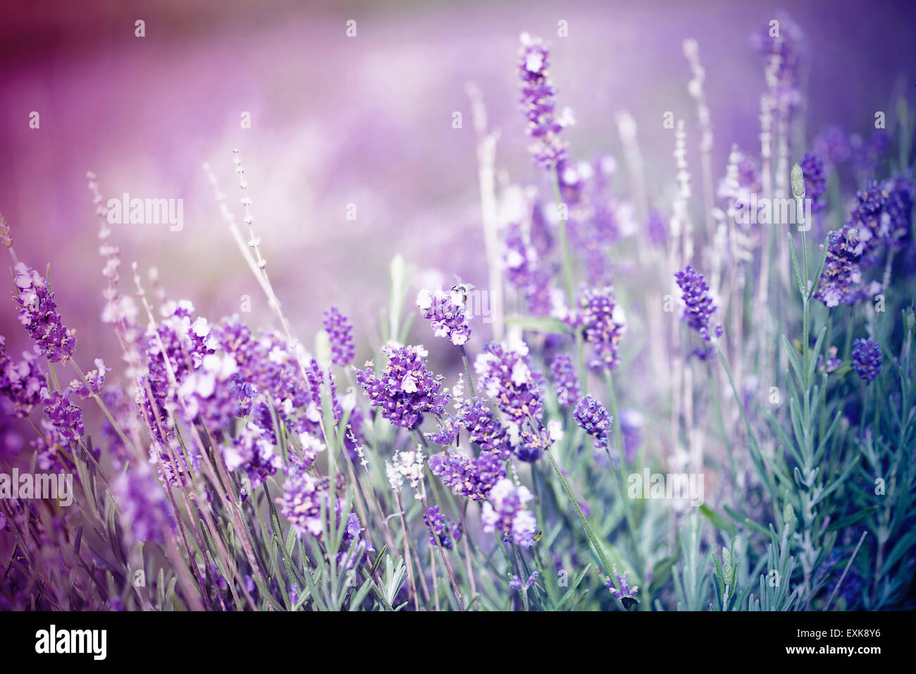 Lavender plantation blooming in the field - grunge style photo Stock ...