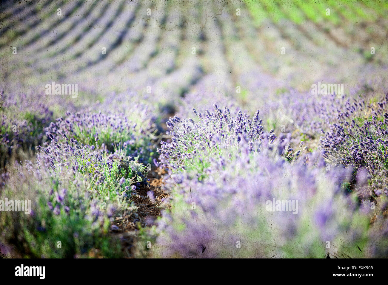 Lavender plantation blooming in the field - grunge style photo Stock ...