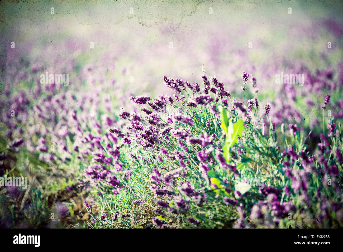 Lavender plantation blooming in the field - grunge style photo Stock ...