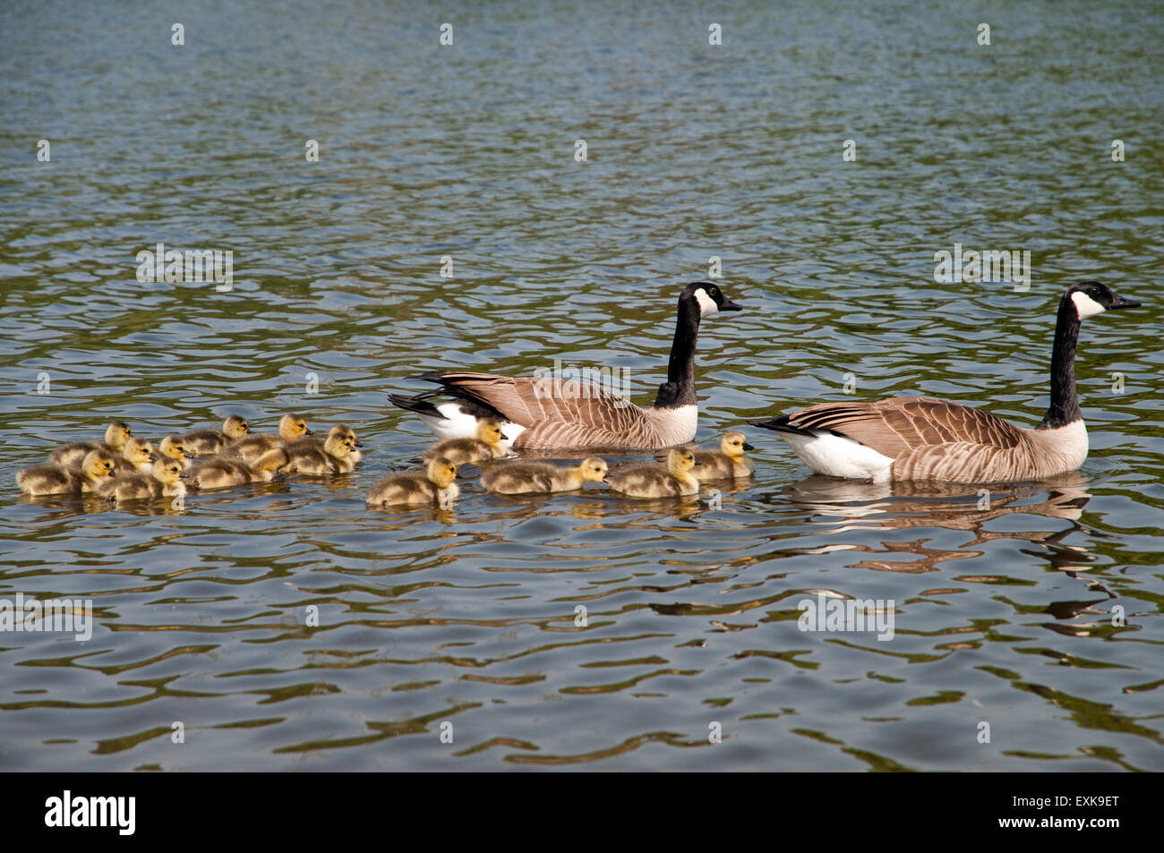 River chickens hi-res stock photography and images - Alamy