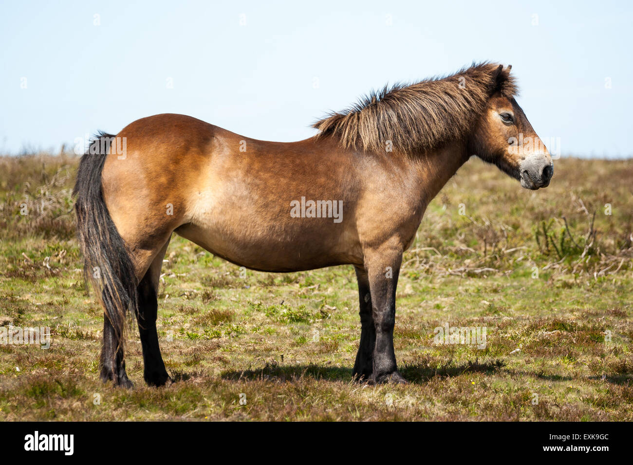 Full profile of an Exmoor pony standing proud on a windswept spring day ...