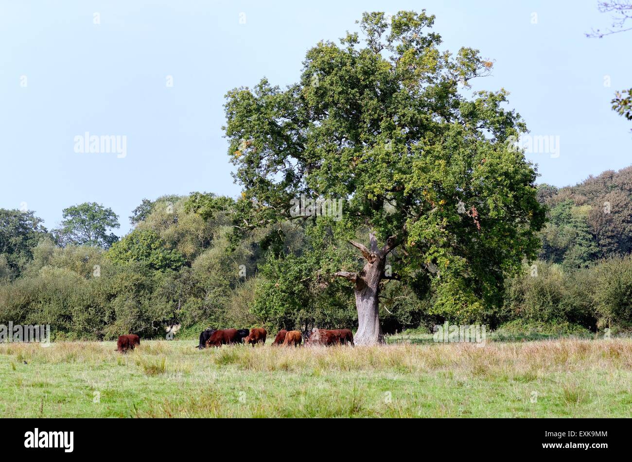 English Oak tree and cattle in countryside at Ripley Surrey UK Stock ...