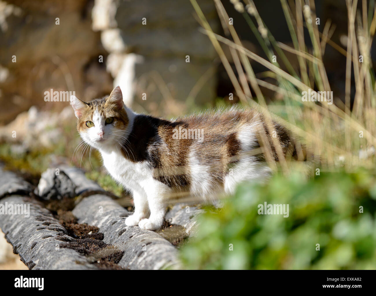 House cat (Felis silvestris catus Stock Photo - Alamy