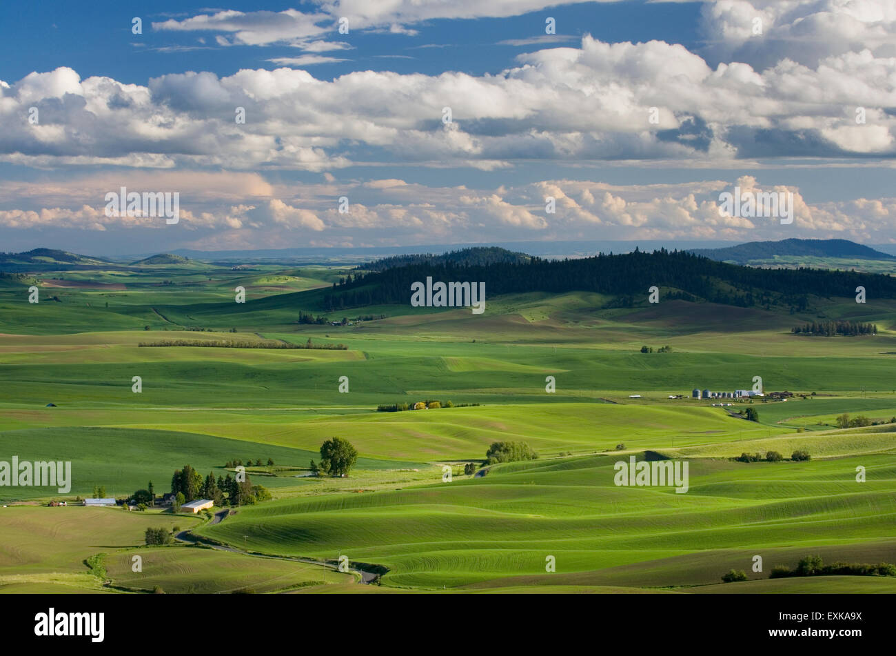 Farms set amidst the rolling hills of green wheat fields in the Palouse ...