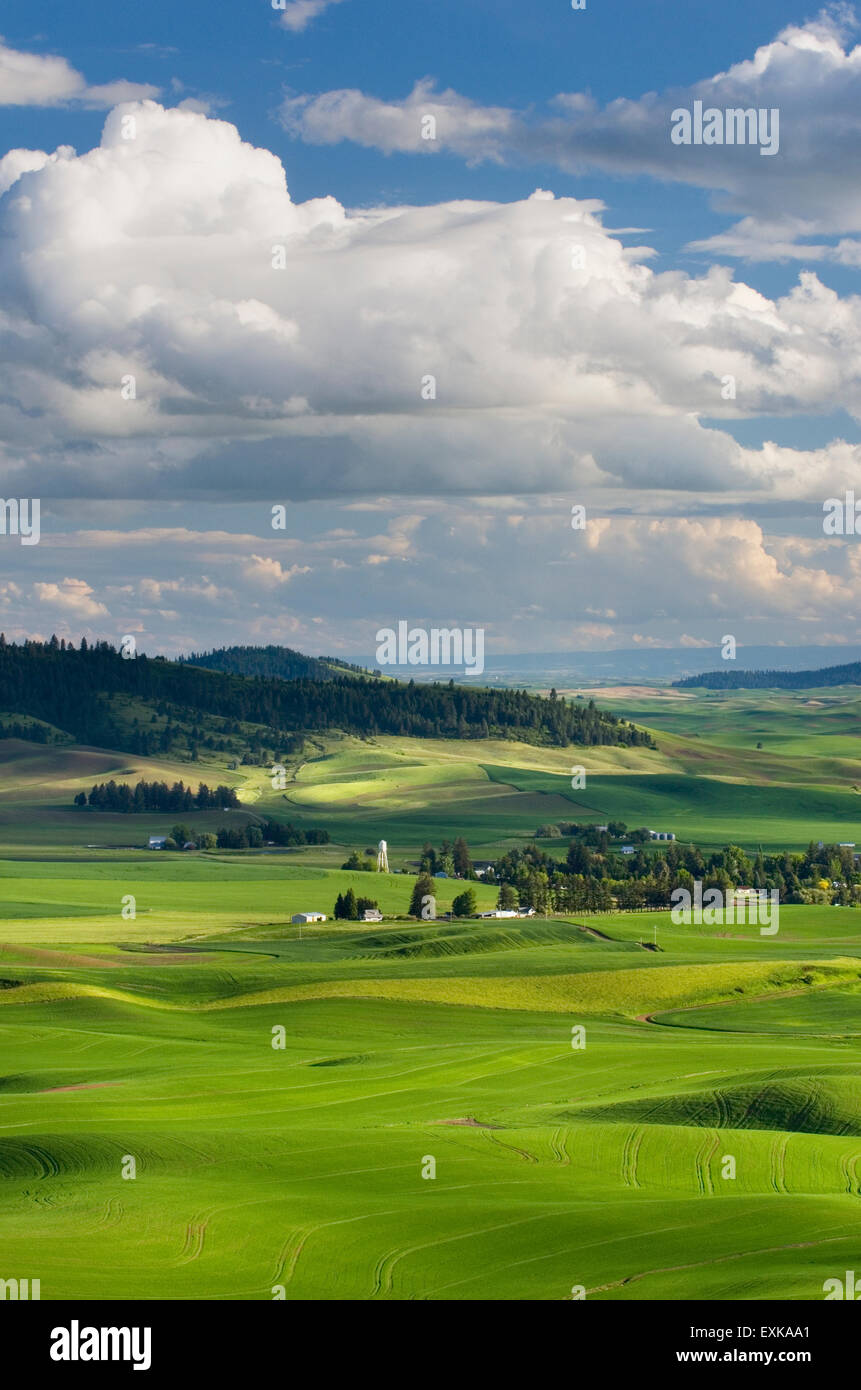 Farms set amidst the rolling hills of green wheat fields in the Palouse ...