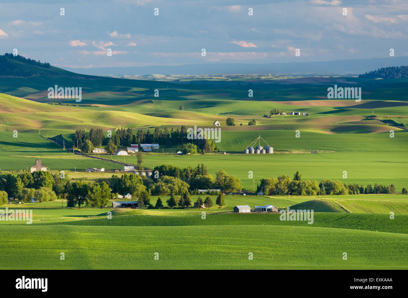 Farms set amidst the rolling hills of green wheat fields in the Palouse ...