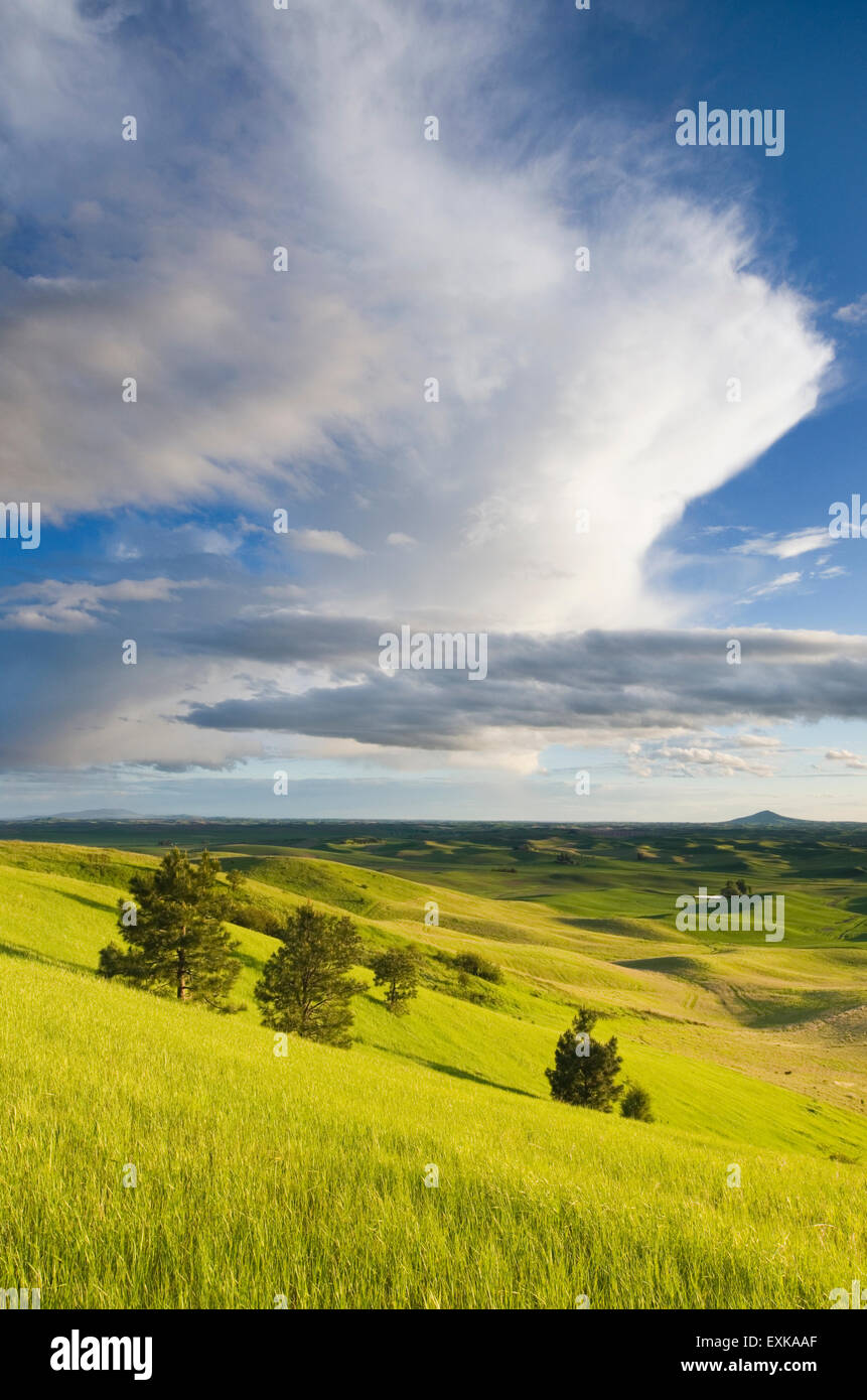 Clearing storm clouds in evening over a grassy meadow in the Palouse region of the Inland Empire ...