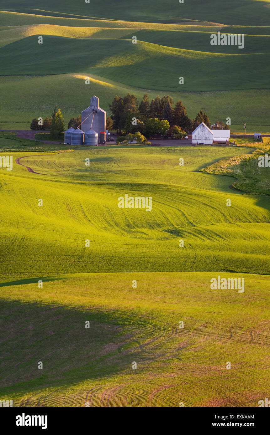 Farm set amidst the rolling hills of green wheat fields in the Palouse ...
