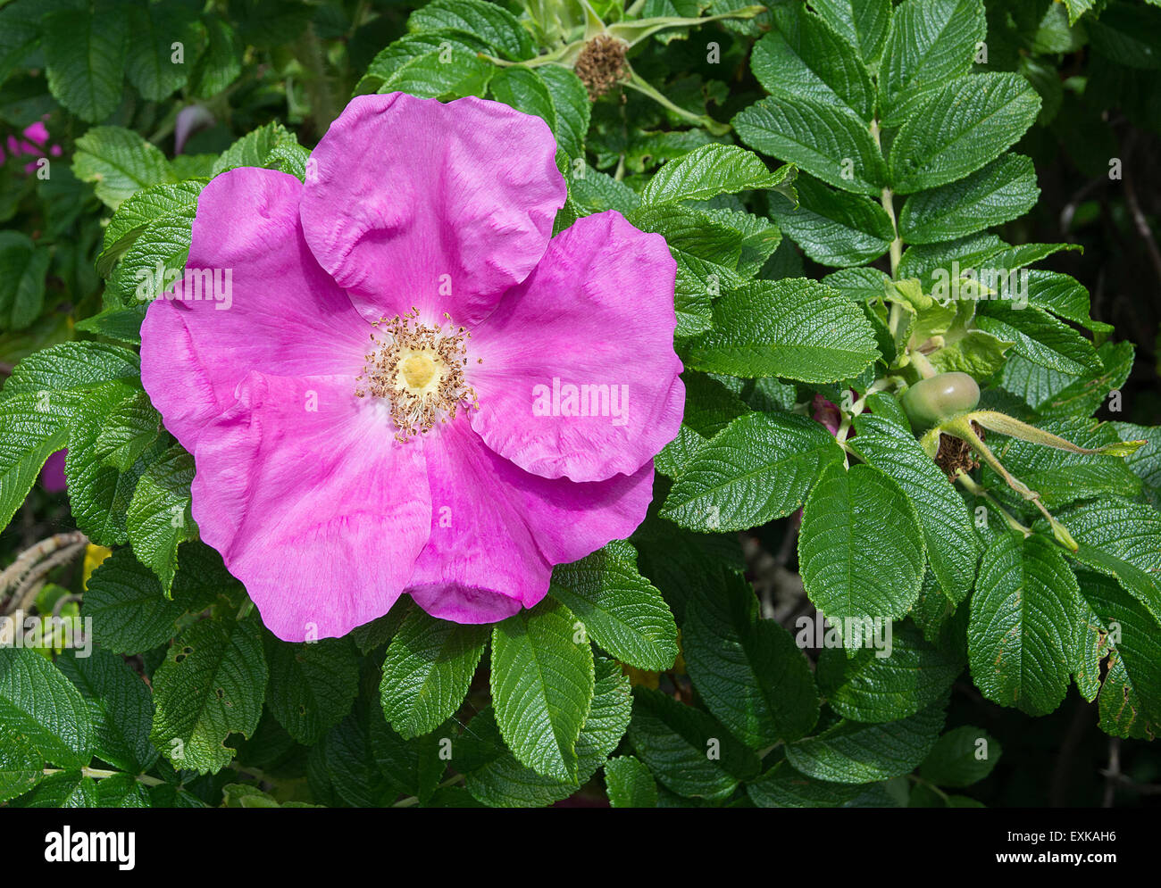 Pink rock rose closeup with pistils, petals and green leaves in June ...