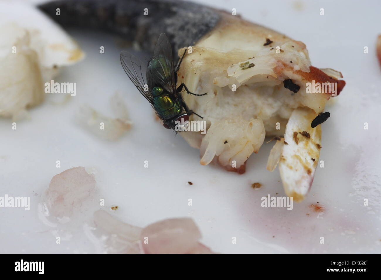 Food hygiene Fly walking on food crab claw on white plate Stock Photo ...