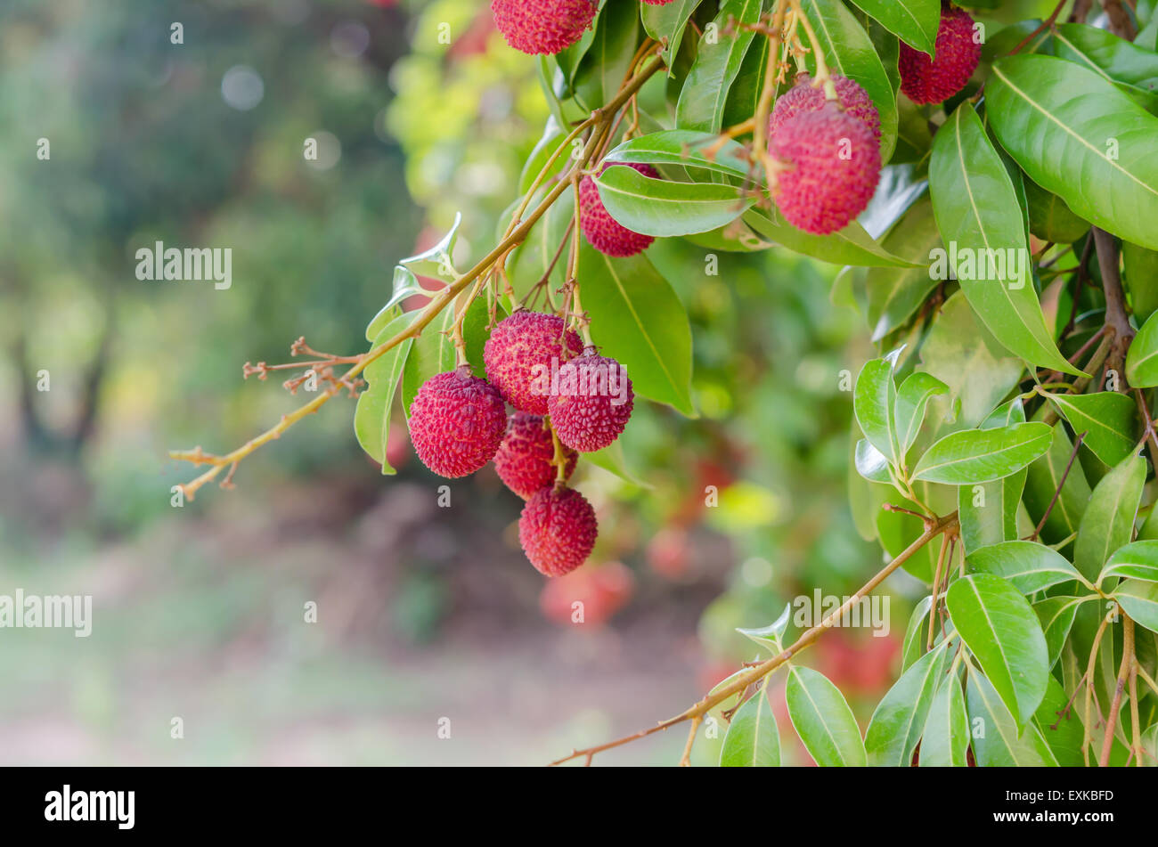 fresh lychee on tree in lychee orchard Stock Photo - Alamy