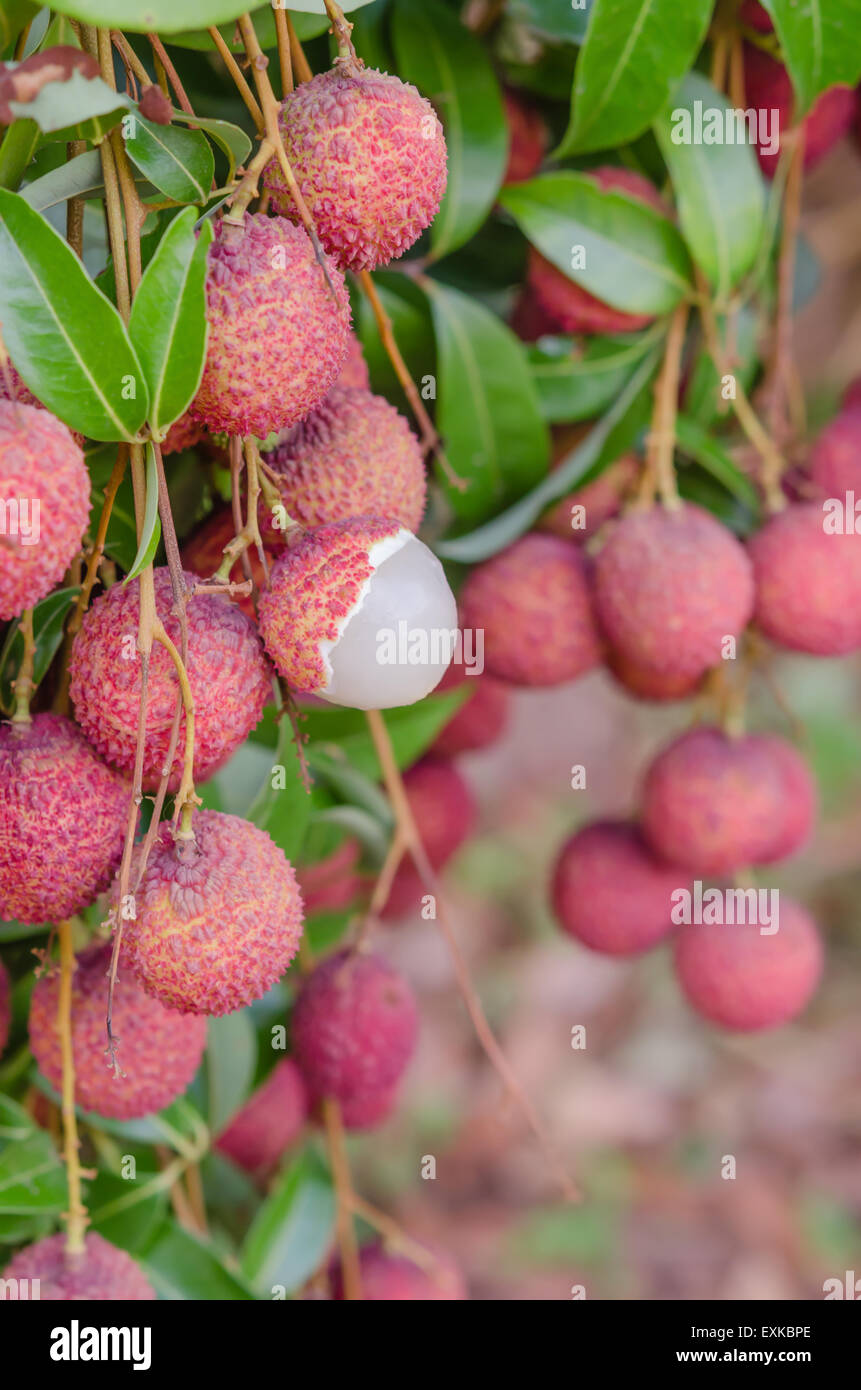 fresh lychee on tree in lychee orchard Stock Photo - Alamy