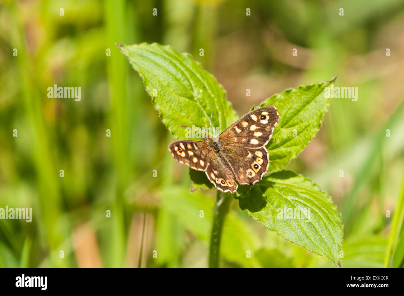A Speckled Wood Butterfly, Pararge aegeria, basking in the sunshine ...