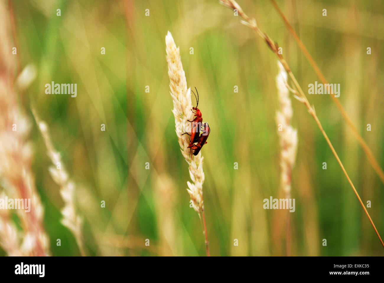 Love for bugs hi-res stock photography and images - Alamy