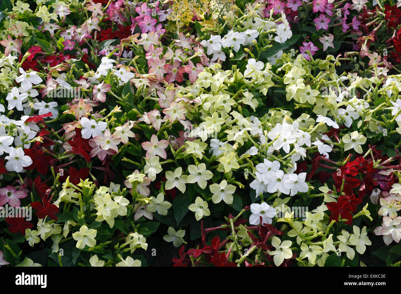 Different coloured flowers hi-res stock photography and images - Alamy