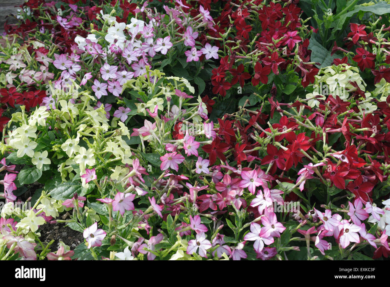 Different Coloured Flowers High Resolution Stock Photography and Images ...