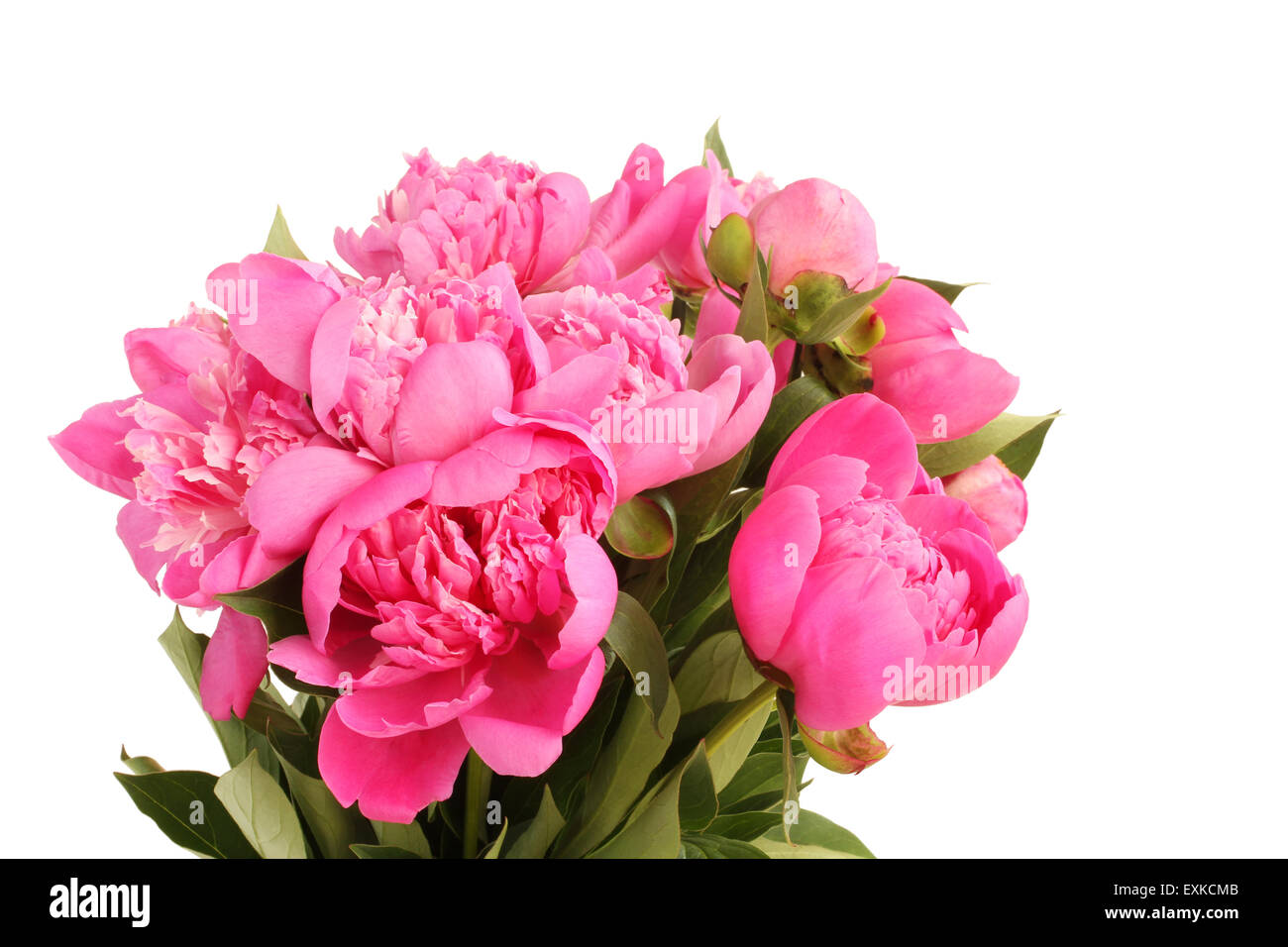 Bouquet of small pink peonies on white background Stock Photo - Alamy