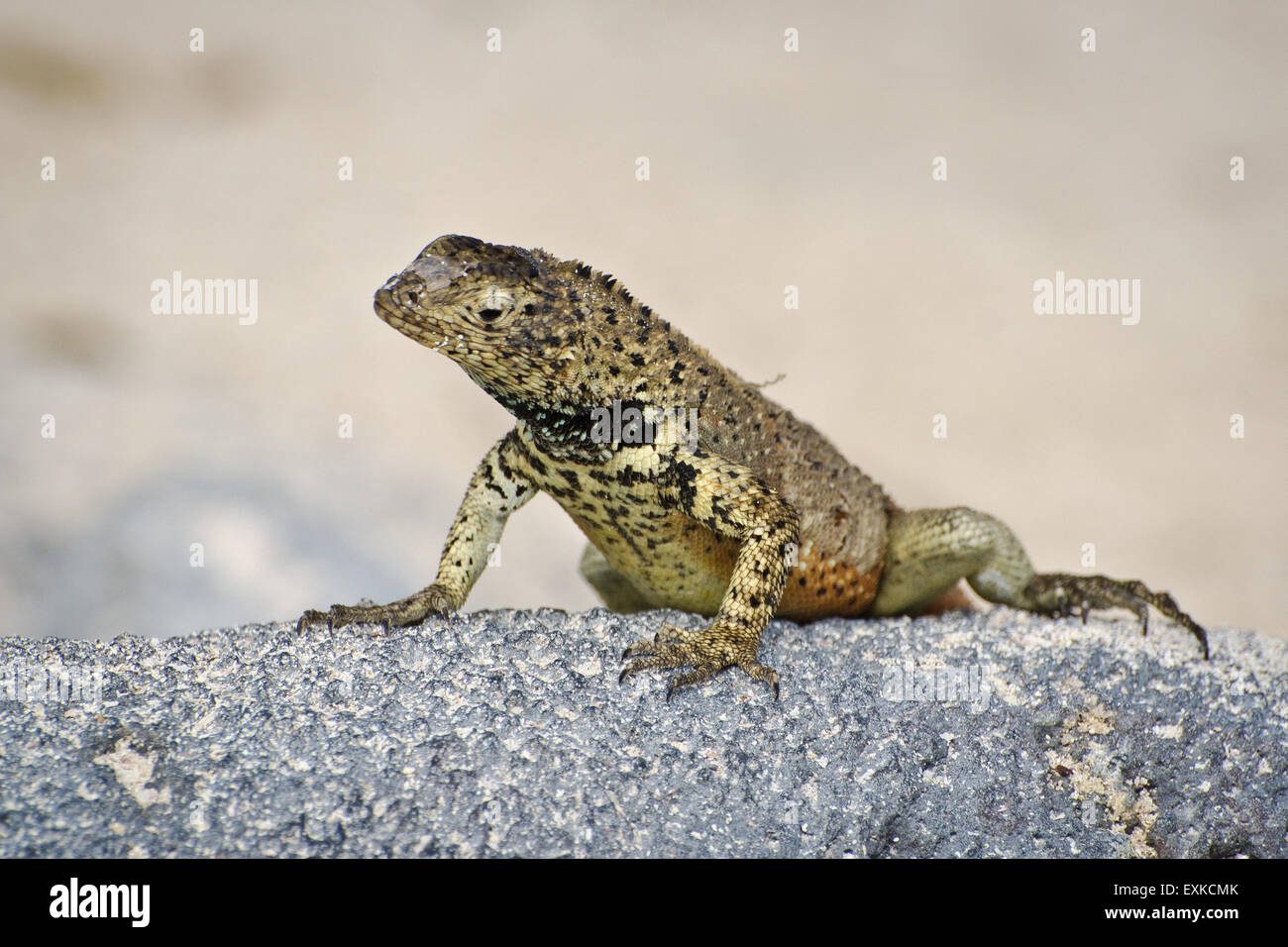 Red rock lizard hi-res stock photography and images - Alamy