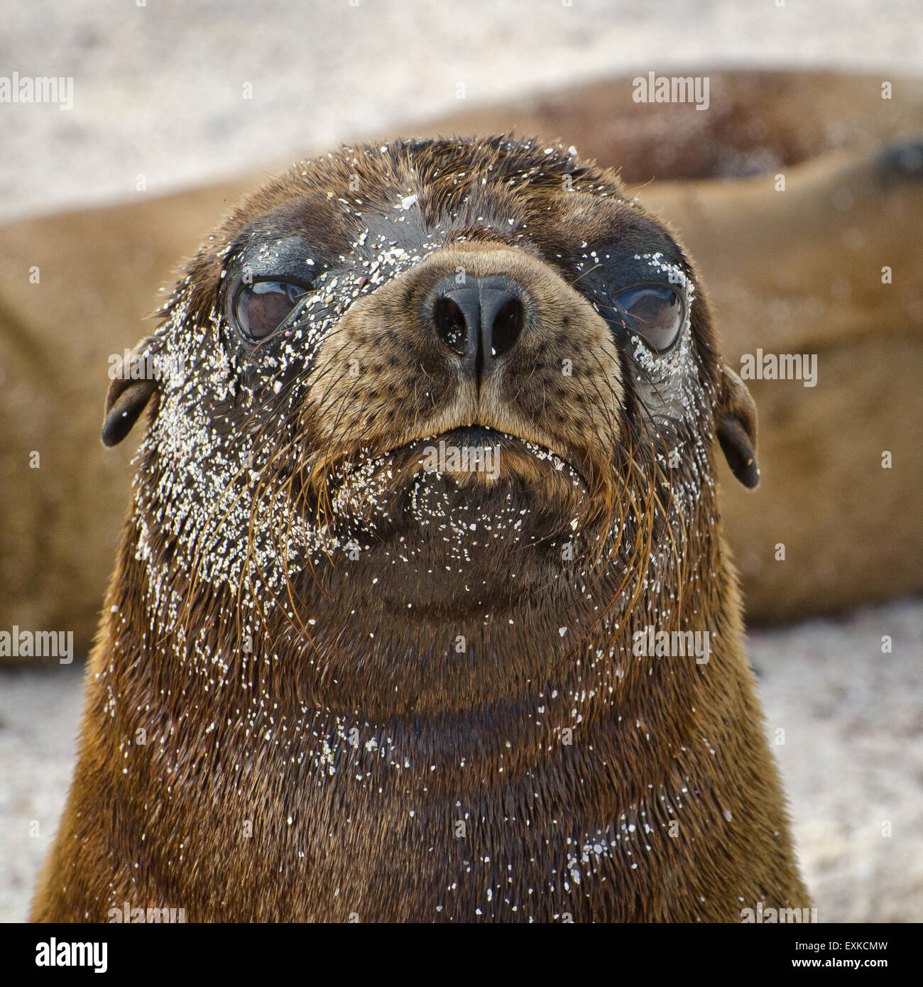 Cute furry animal ecuador hi-res stock photography and images - Alamy