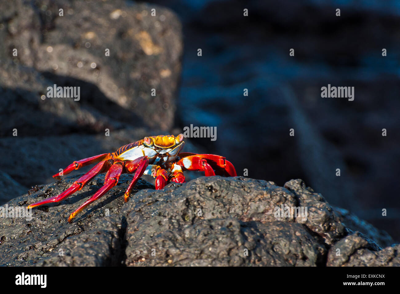 Sally Lightfoot Crab (Grapsus grapsus), Espanola Island, Galapagos ...