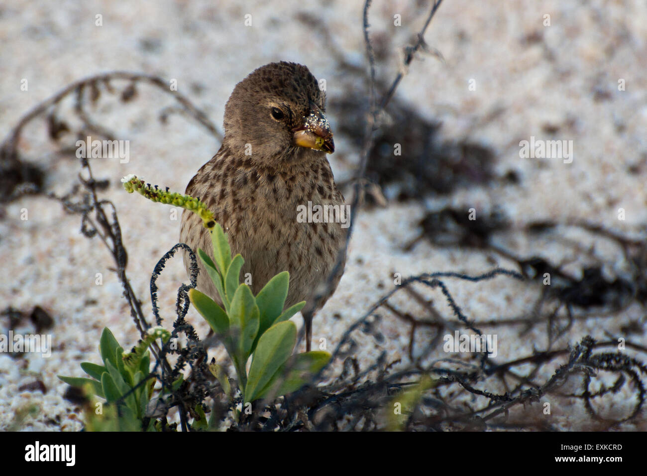 Darwins Finches Tree