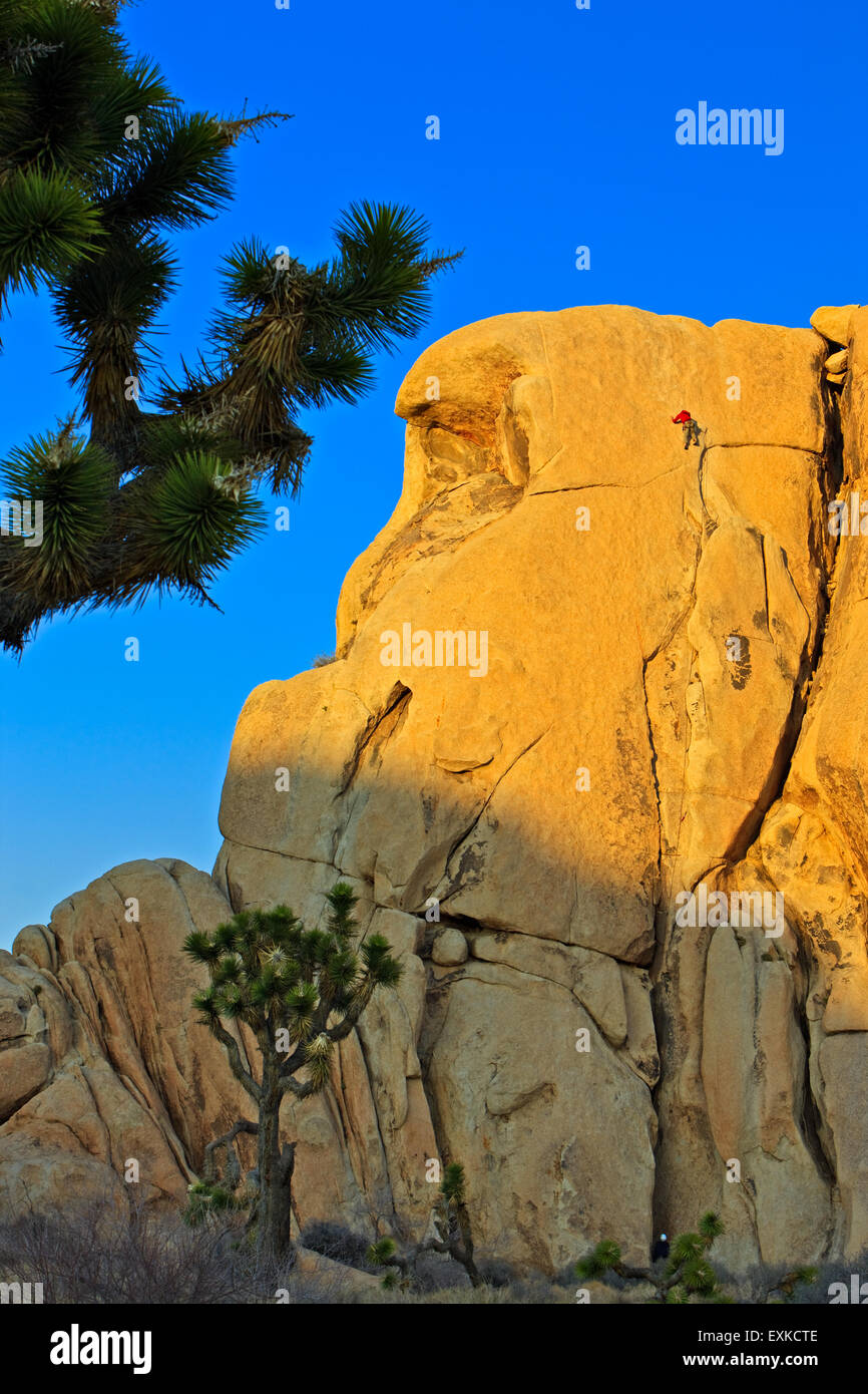 Joshua Tree, Joshua Tree National Park, Mojave desert, California, USA ...