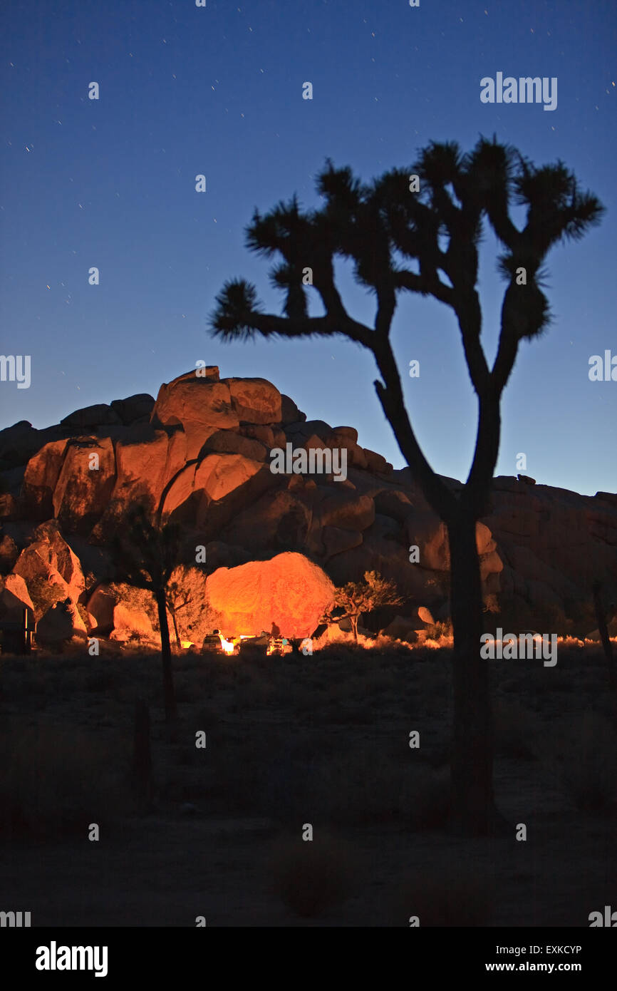 Joshua Tree, Joshua Tree National Park, Mojave desert, California, USA ...
