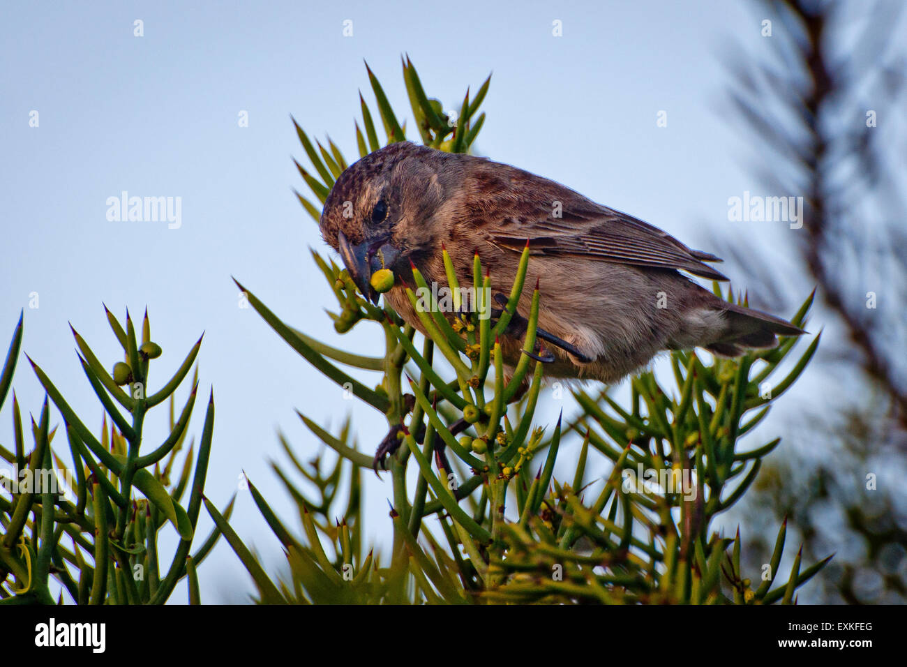 Charles darwin finches hi-res stock photography and images - Alamy