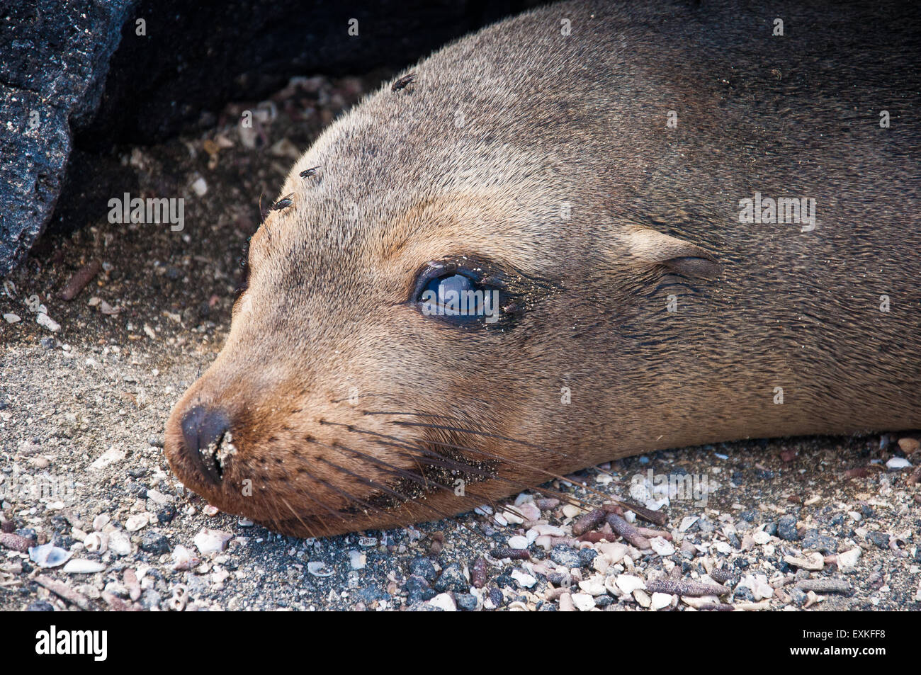 Cute furry animal ecuador hi-res stock photography and images - Alamy
