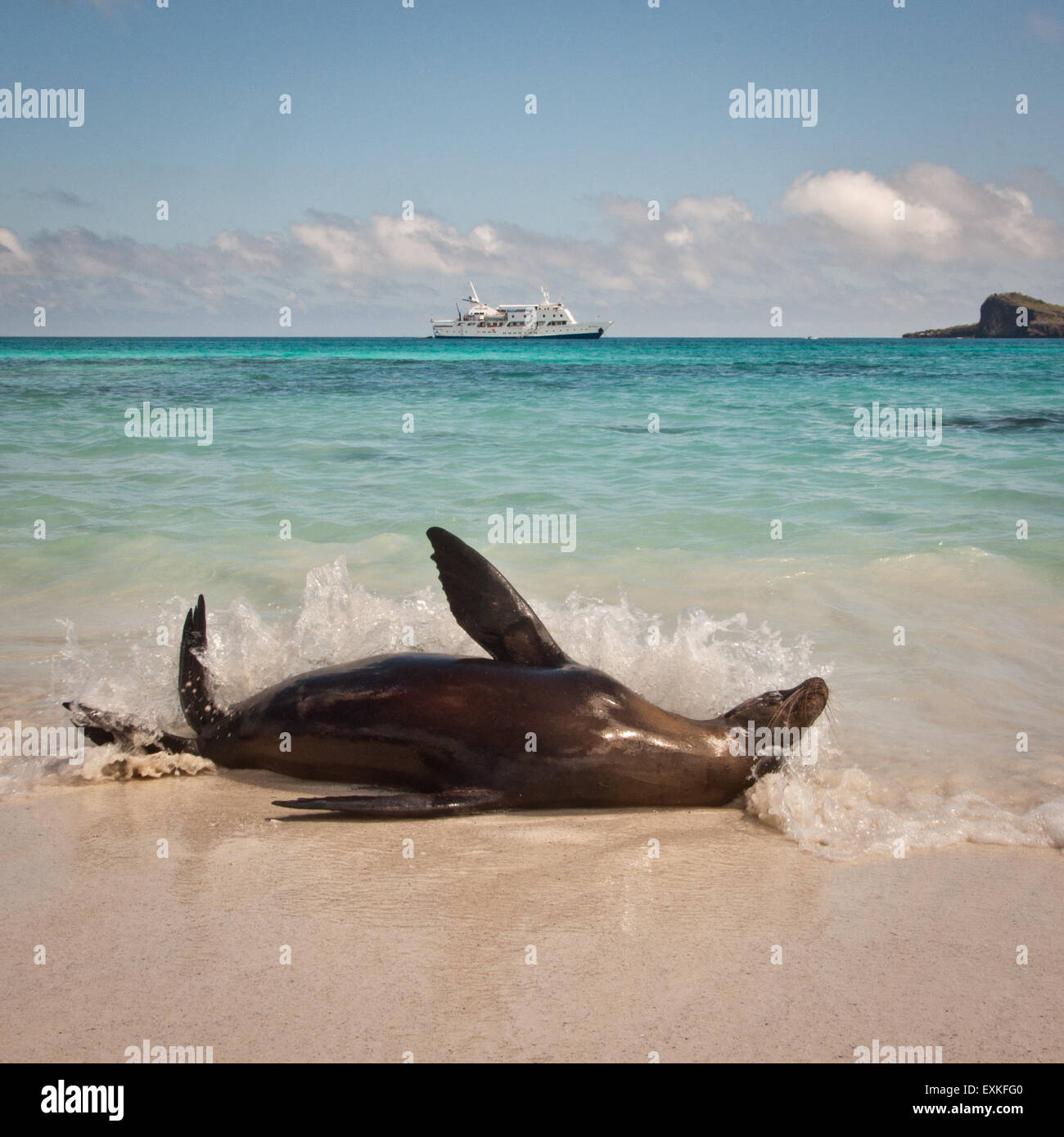 Galapagos sea lion playing in the waves with cruise ship in background ...