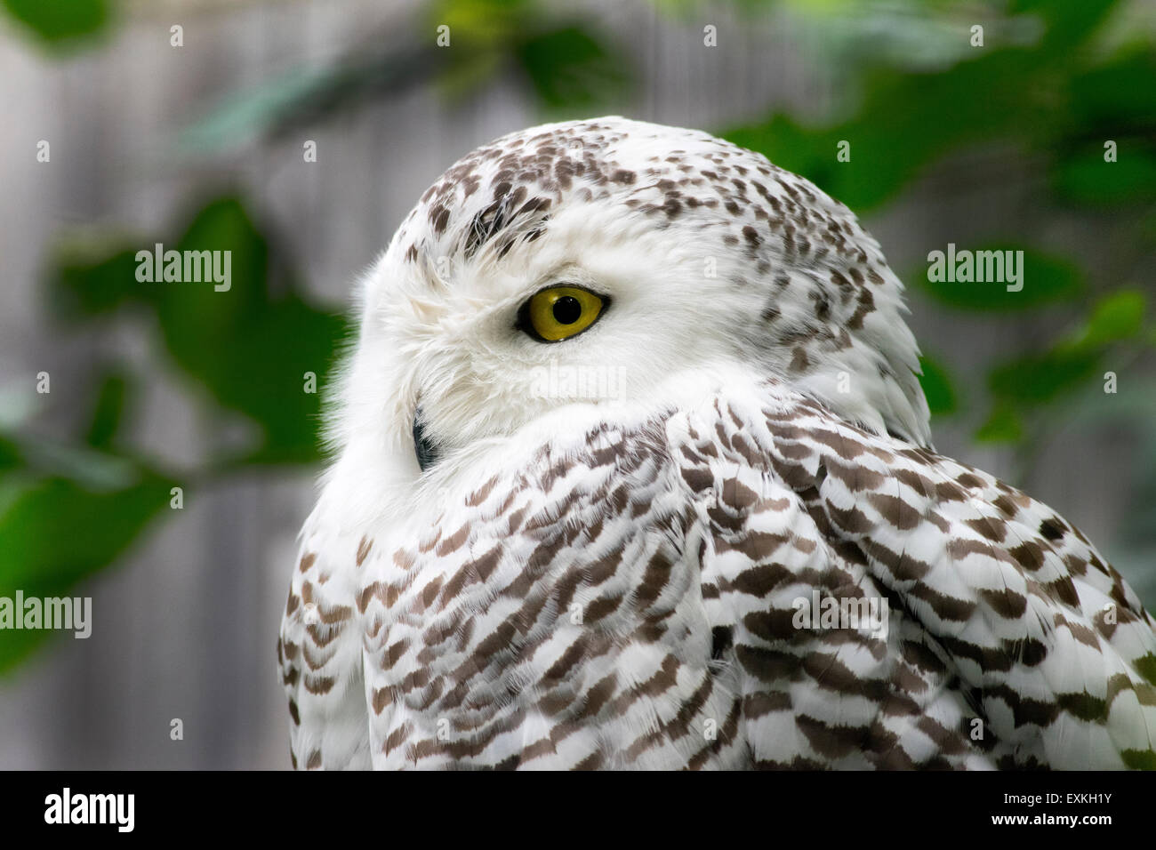 Close-up of a female Snowy Owl Stock Photo - Alamy