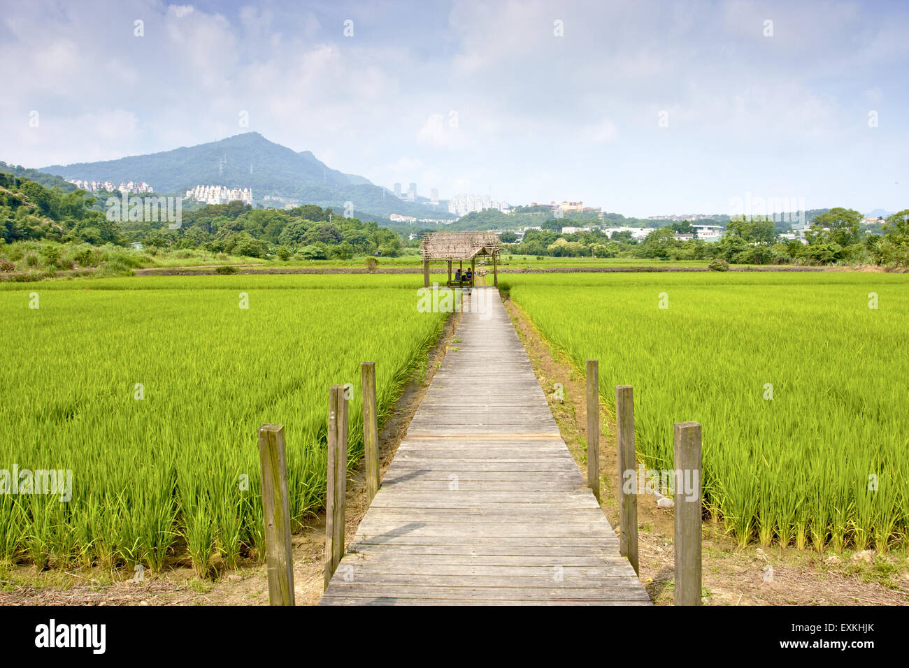 Rice farm spread in summer Stock Photo - Alamy