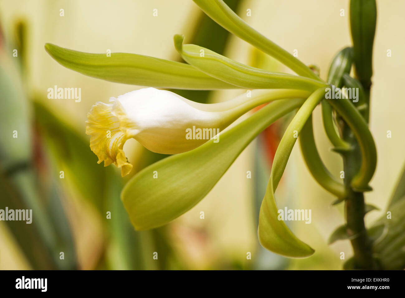 Vanilla plant hi-res stock photography and images - Alamy